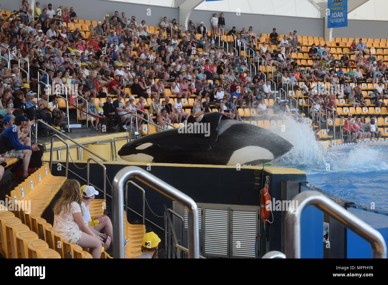 animals"orcas" killer whales"gorillas"white tiger"emperor penguins ...