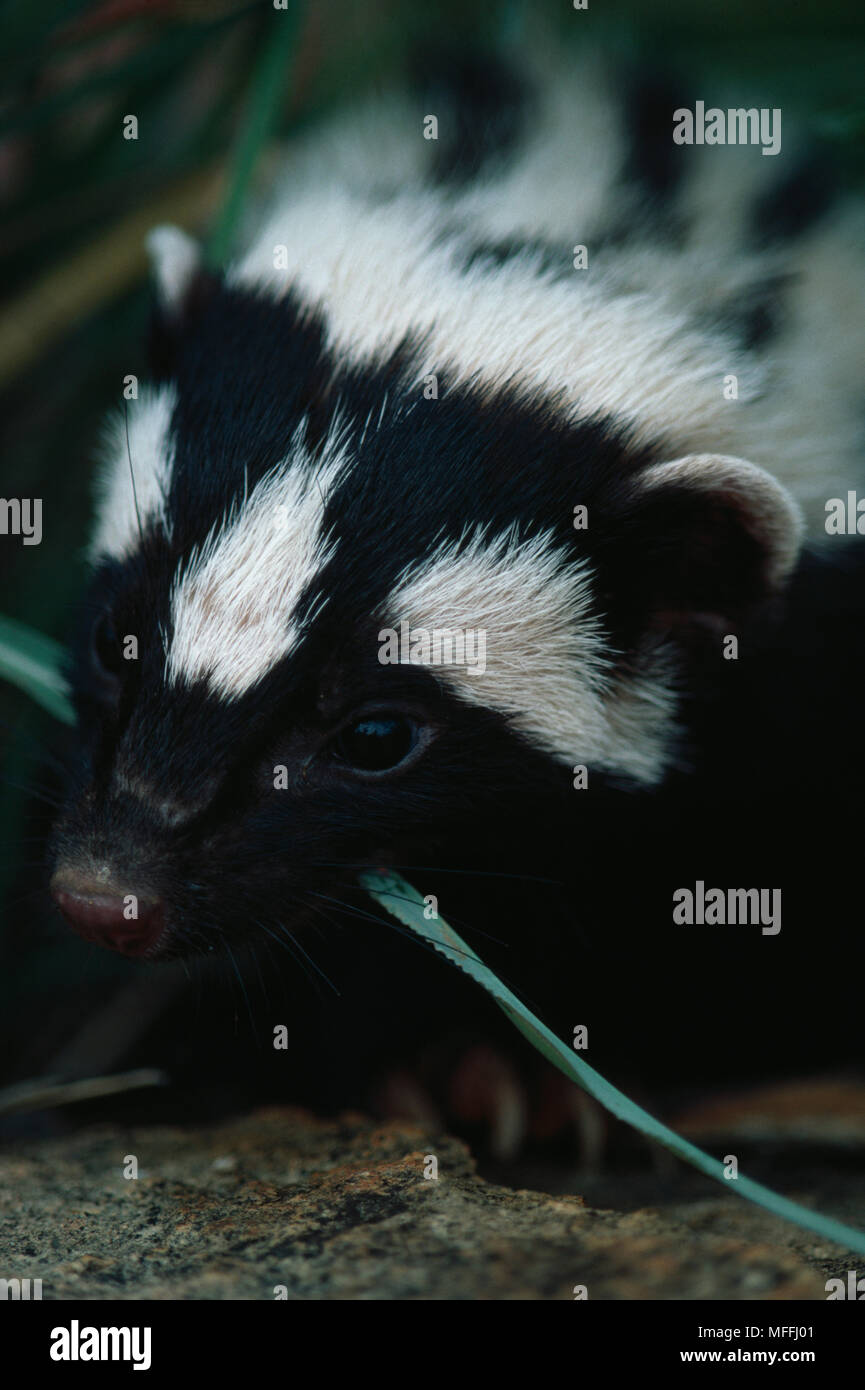 Zorilla hi-res stock photography and images - Alamy