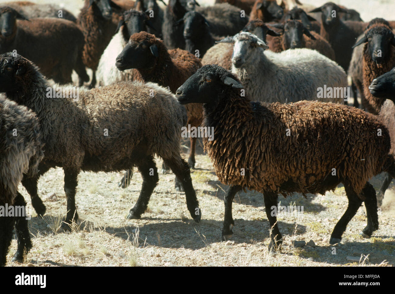 Karakul sheep hi-res stock photography and images - Alamy