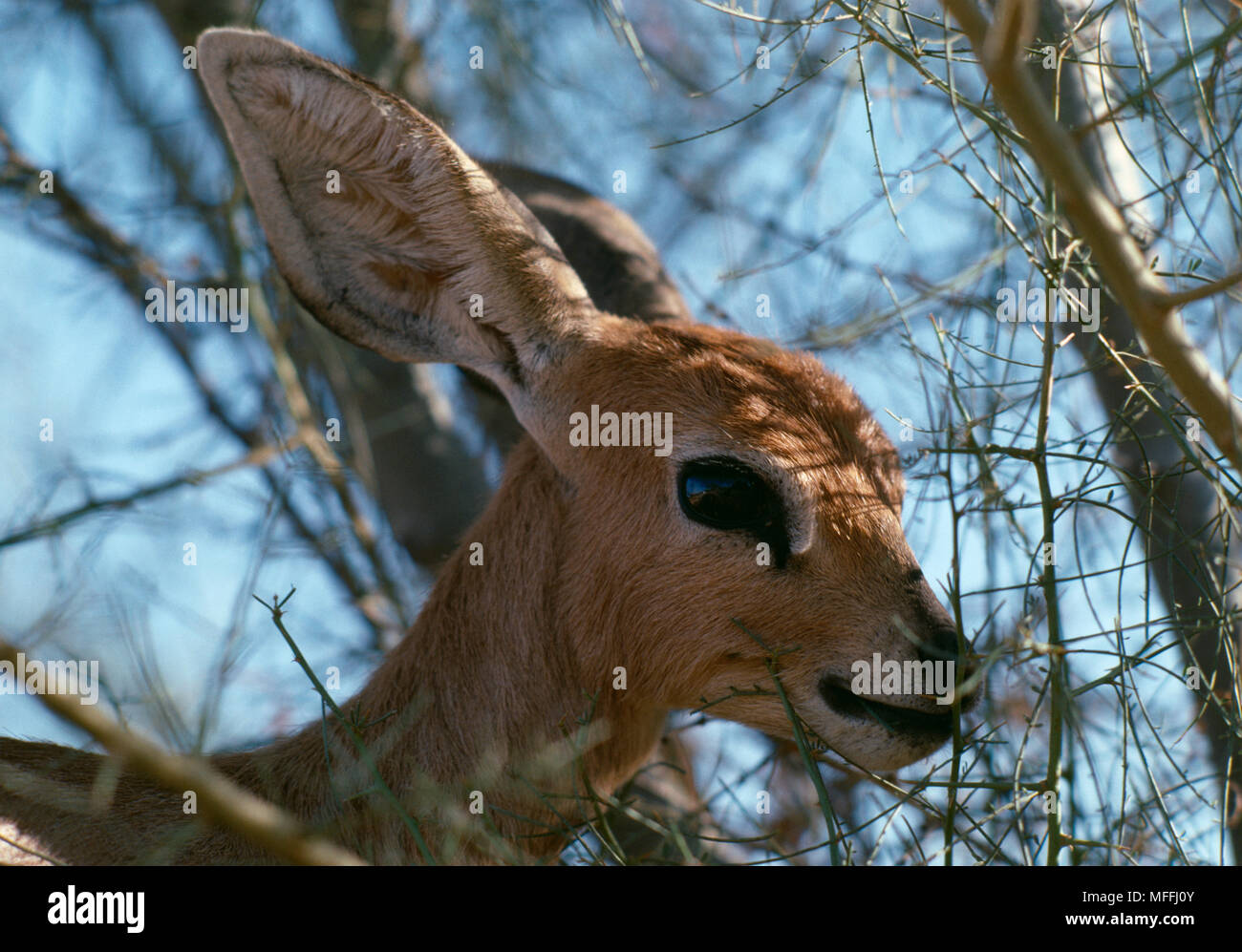 STEENBOK or STEINBOK female Raphicerus campestris browsing Namibian ...