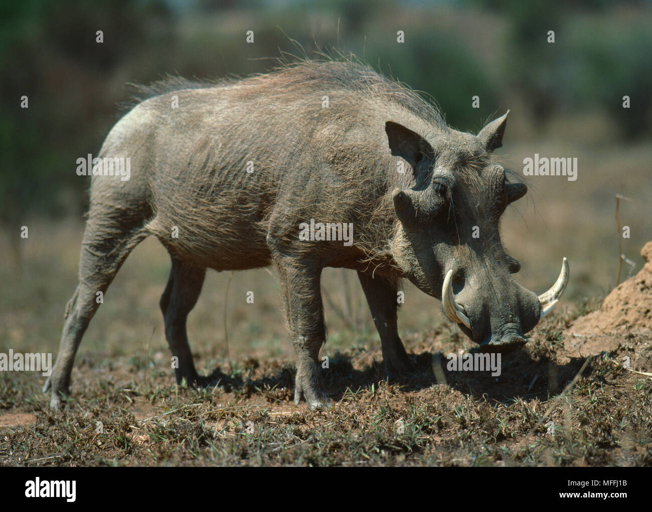 Warthog etosha national park hi-res stock photography and images - Alamy