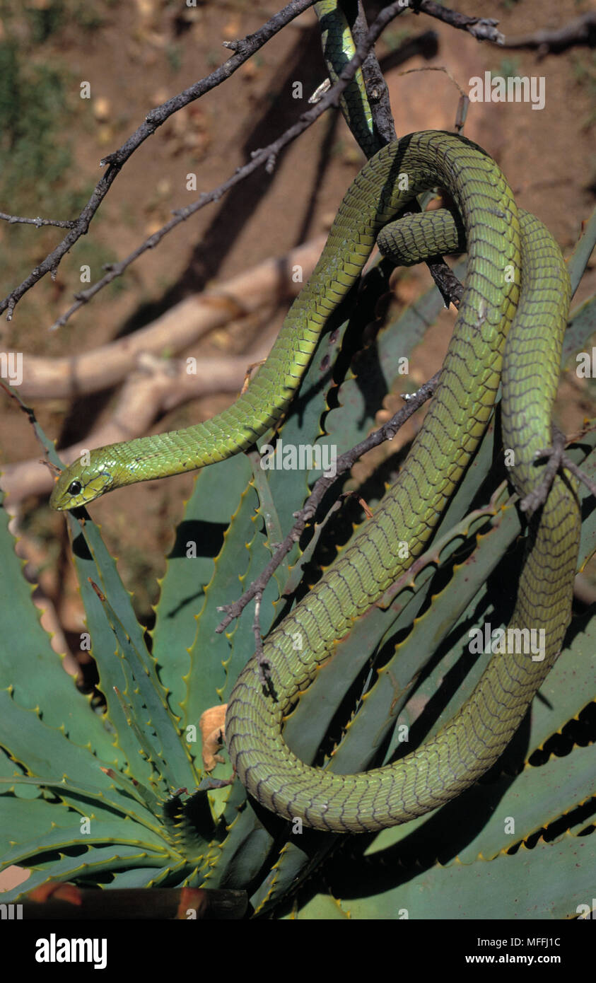 BOOMSLANG SNAKE Dispholidus typus South Africa Stock Photo - Alamy