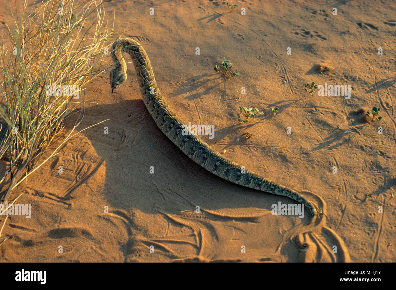 AFRICAN PUFF ADDER Bitis arietans threat posture. Kalahari, southern ...