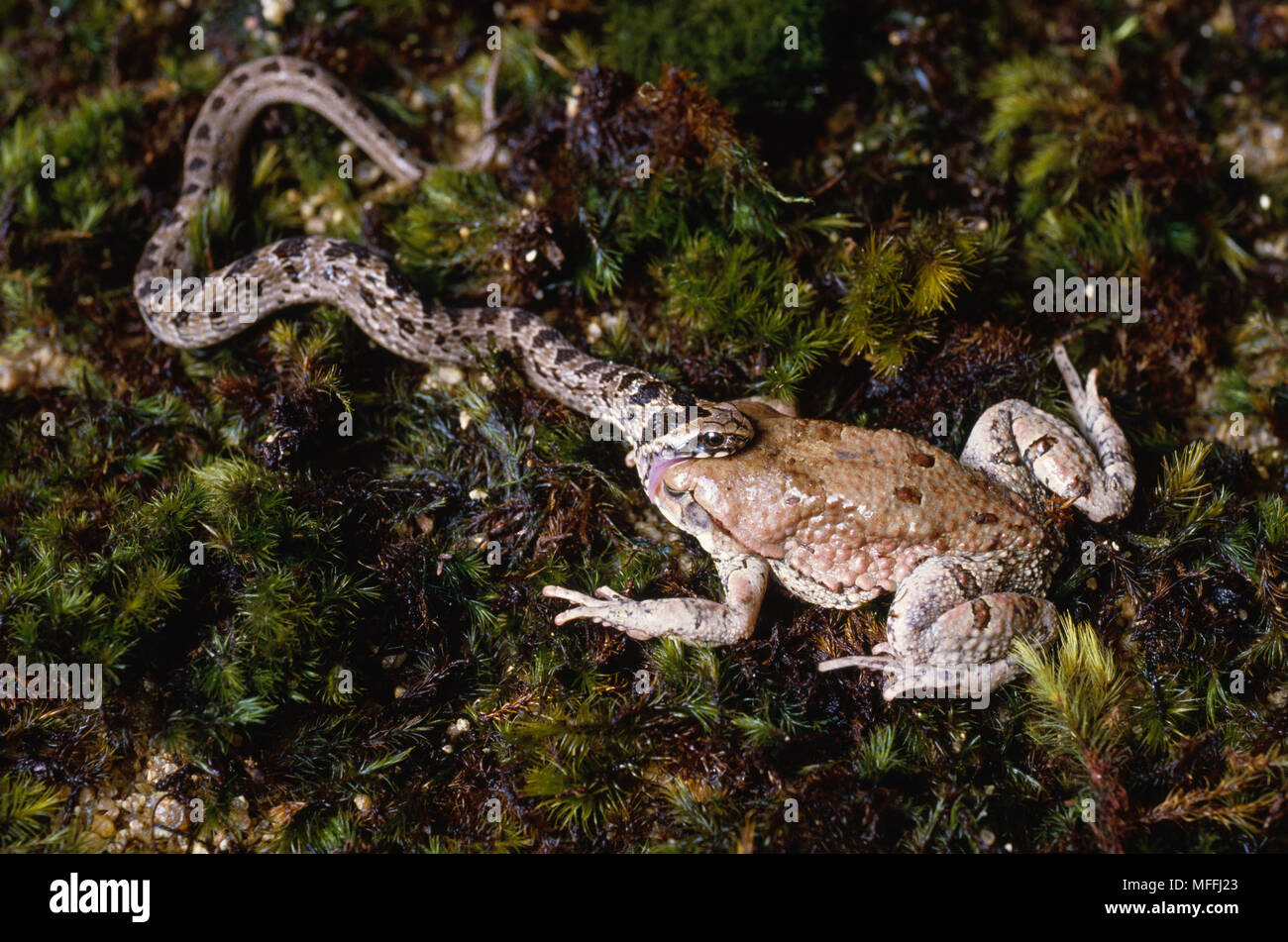 Night adder south africa hi-res stock photography and images - Alamy