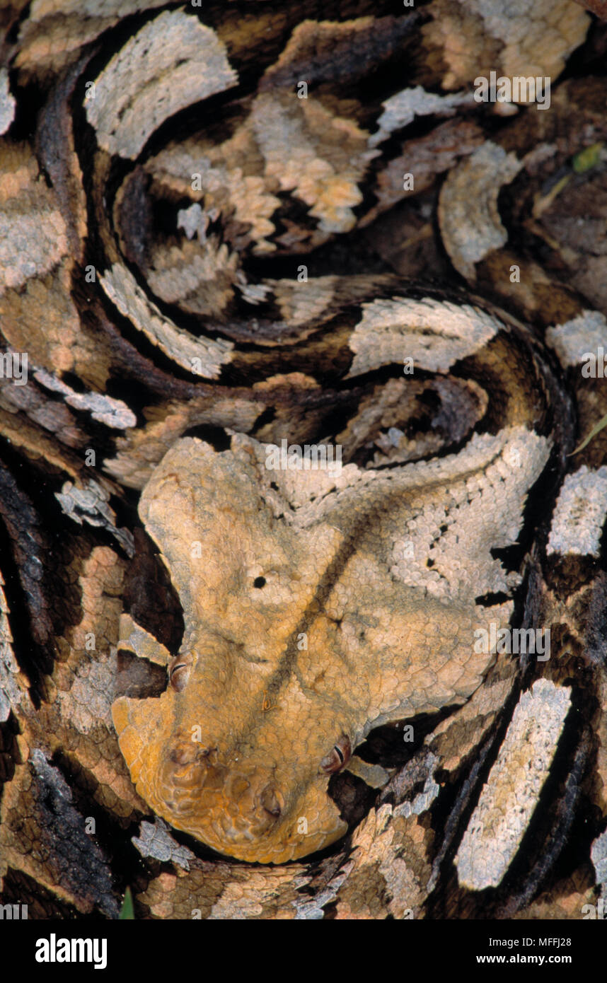West African Gaboon Viper Snake High Resolution Stock Photography and ...
