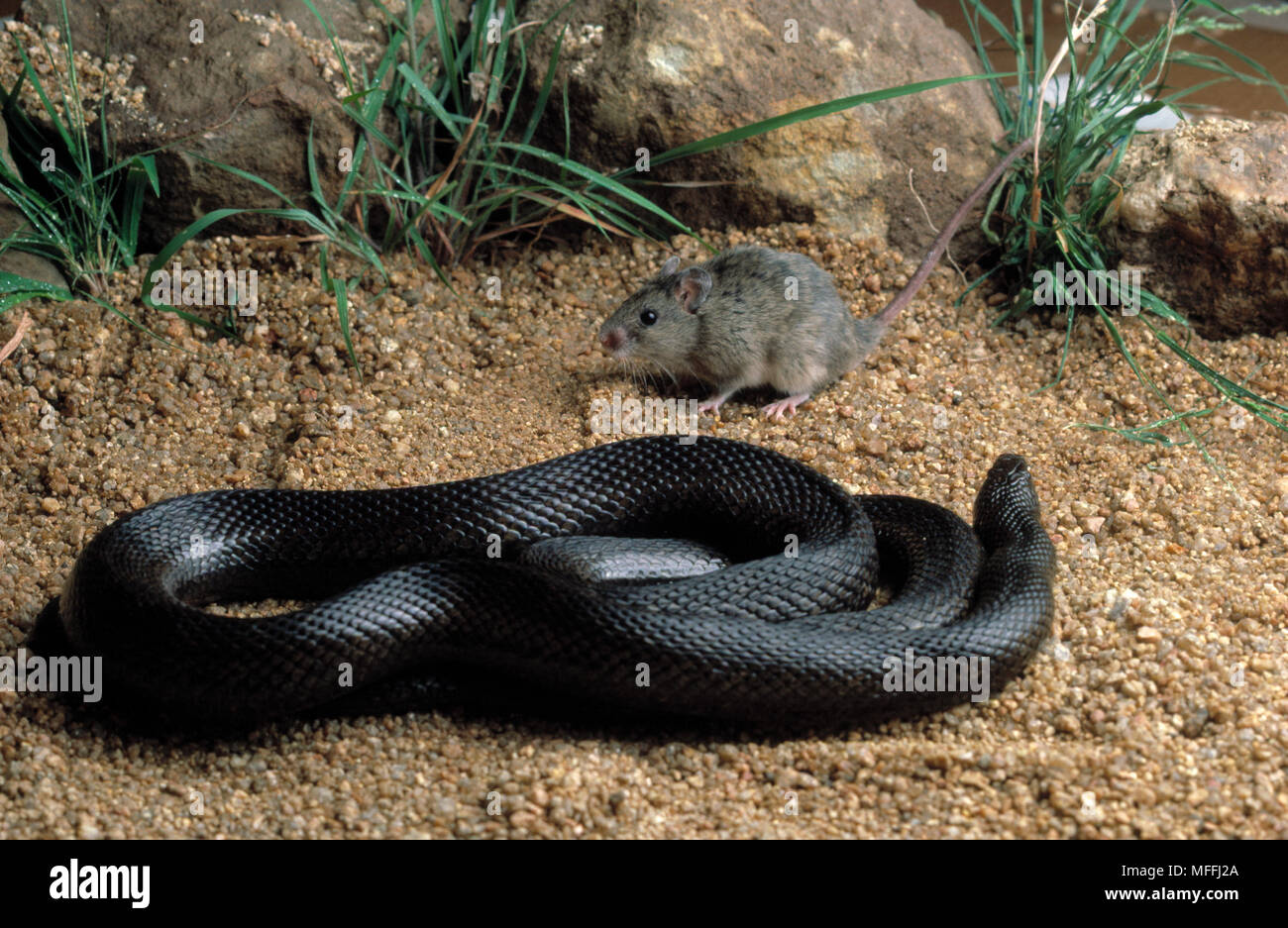 Mole snake hi-res stock photography and images - Alamy