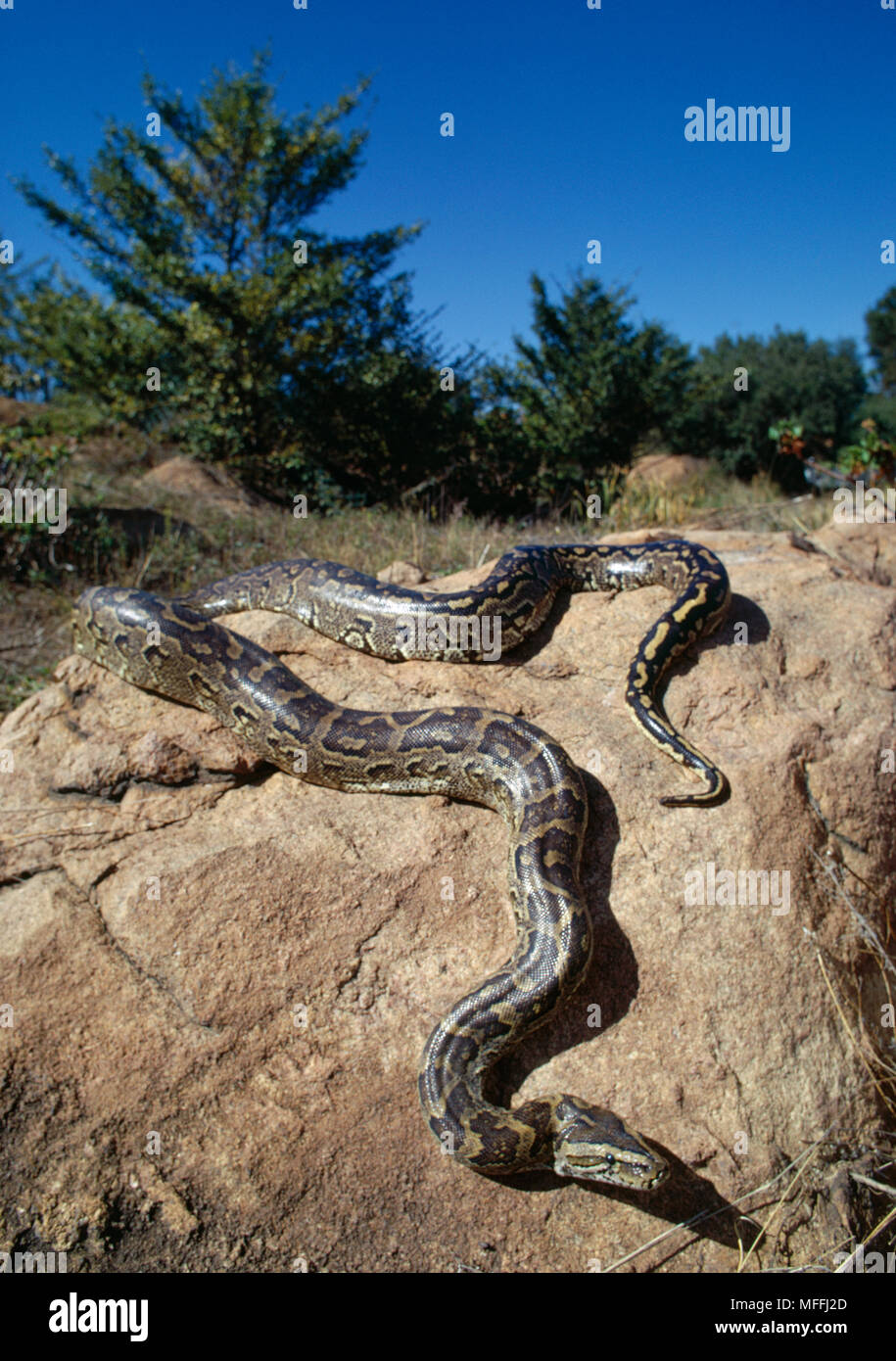ROCK PYTHON on rock Python regius Transvaal Snake Park, South Africa ...