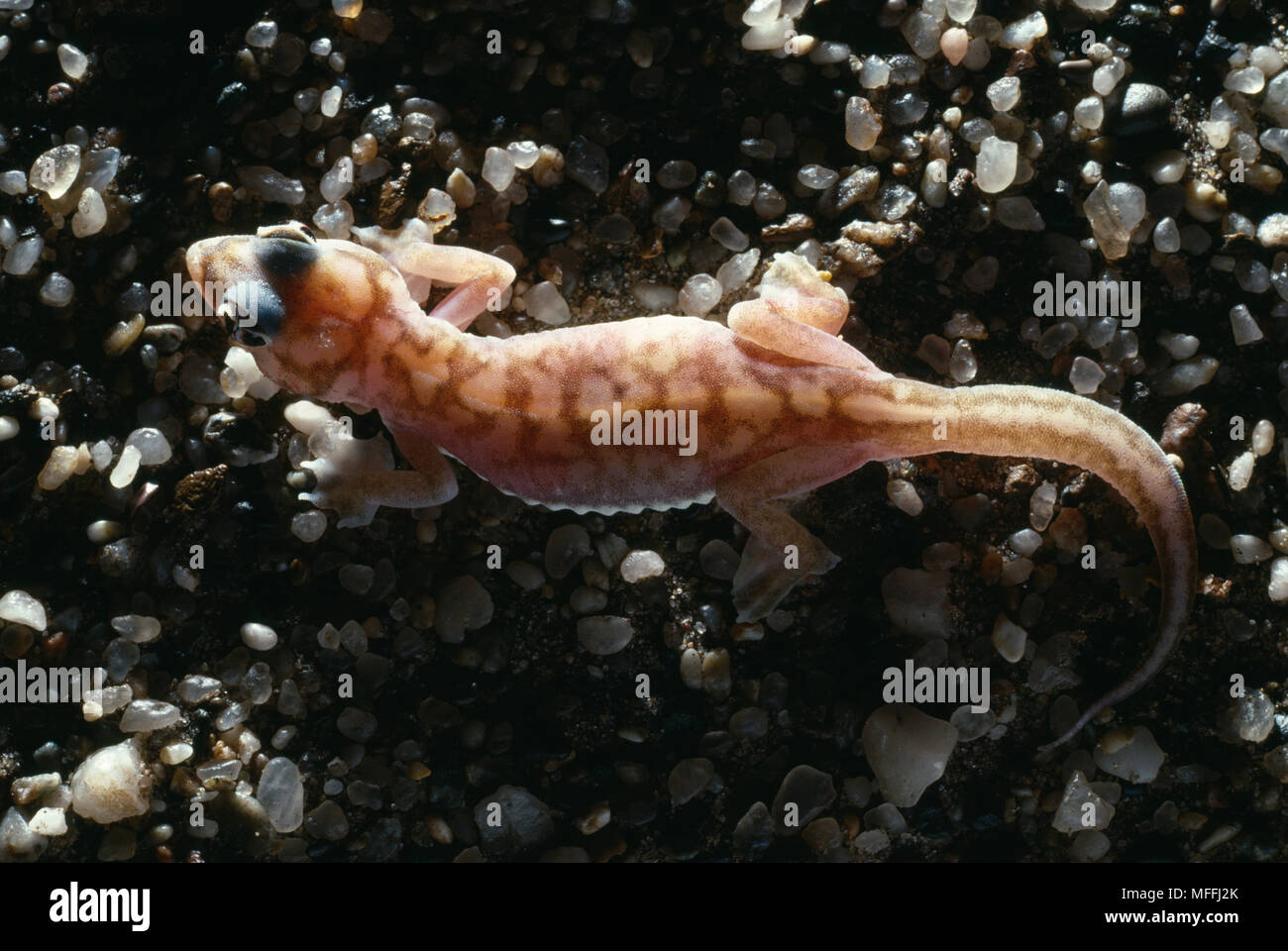 WEB-FOOTED GECKO Palmatogecko rangei Namib Desert, south west Africa ...