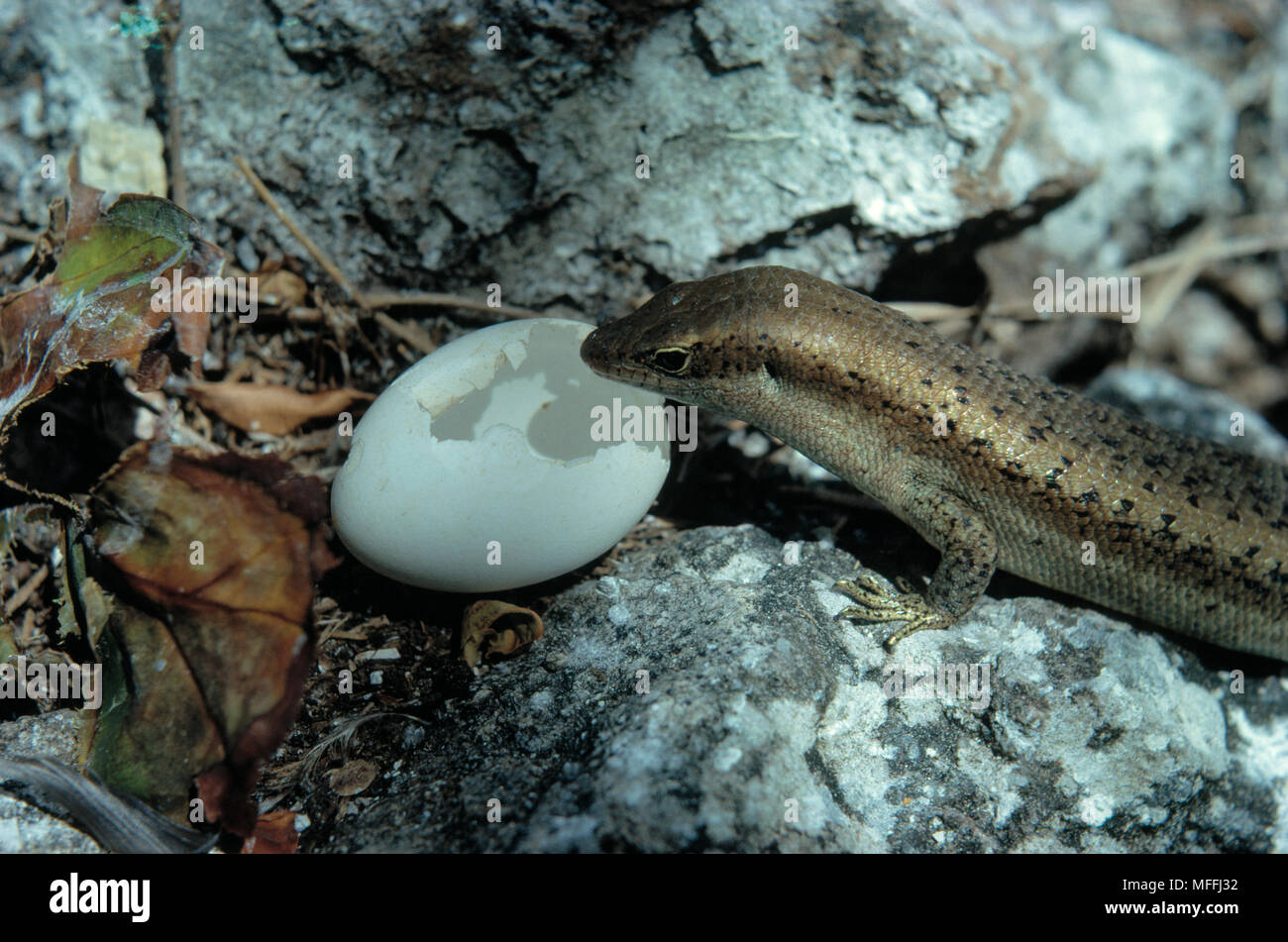 Skink mabuya sp hi-res stock photography and images - Alamy