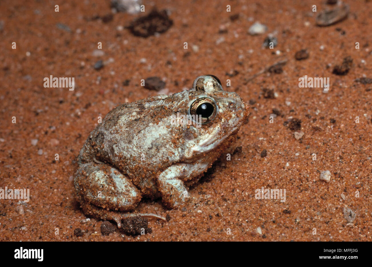 Cryptotis hi-res stock photography and images - Alamy
