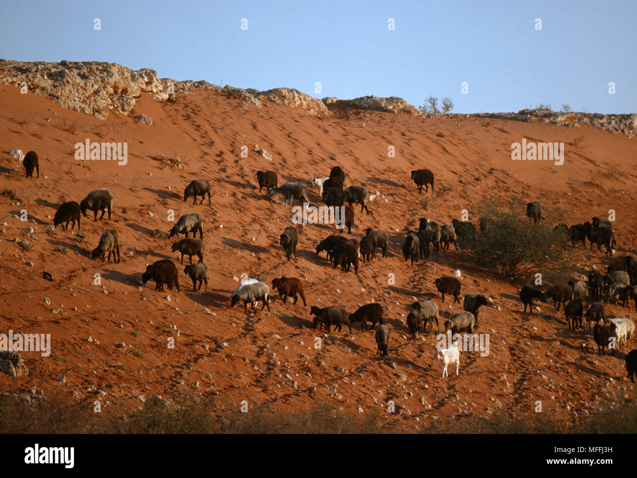 DOMESTIC HERD ON PARCHED AREA Erosion caused by overgrazing in drought Kalahari, Botswana Stock ...