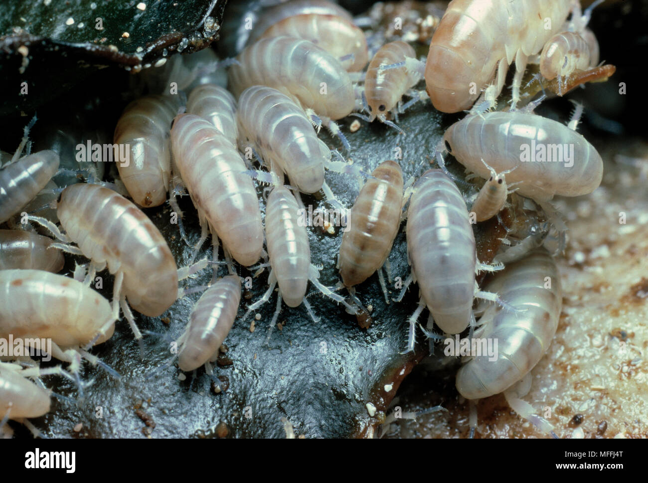 Sandhopper hi-res stock photography and images - Alamy
