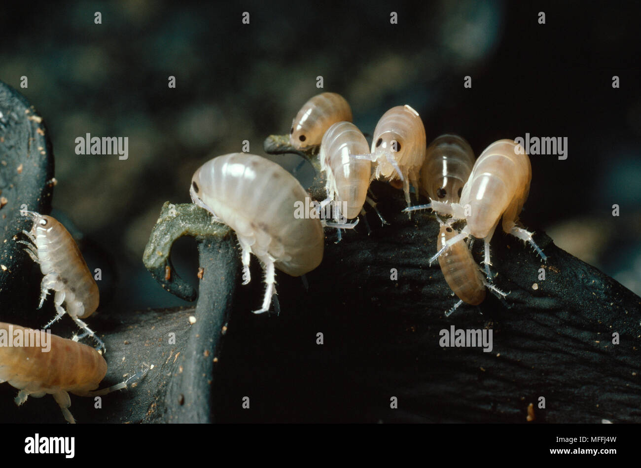 Sand hoppers hi-res stock photography and images - Alamy