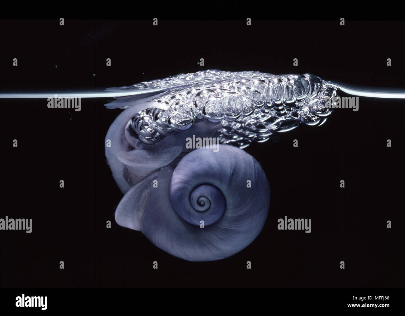 BLUE-RAFT SEA SNAIL at surface Janthina sp. Natal north coast, South ...