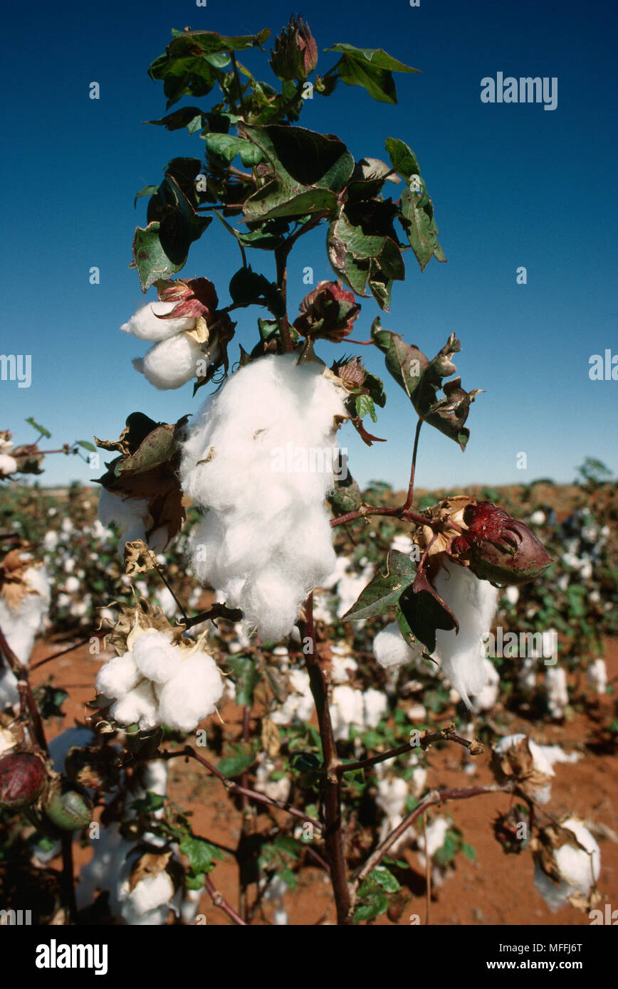 COMMERCIAL COTTON PLANTATION Kalahari Desert, South Africa Stock Photo ...