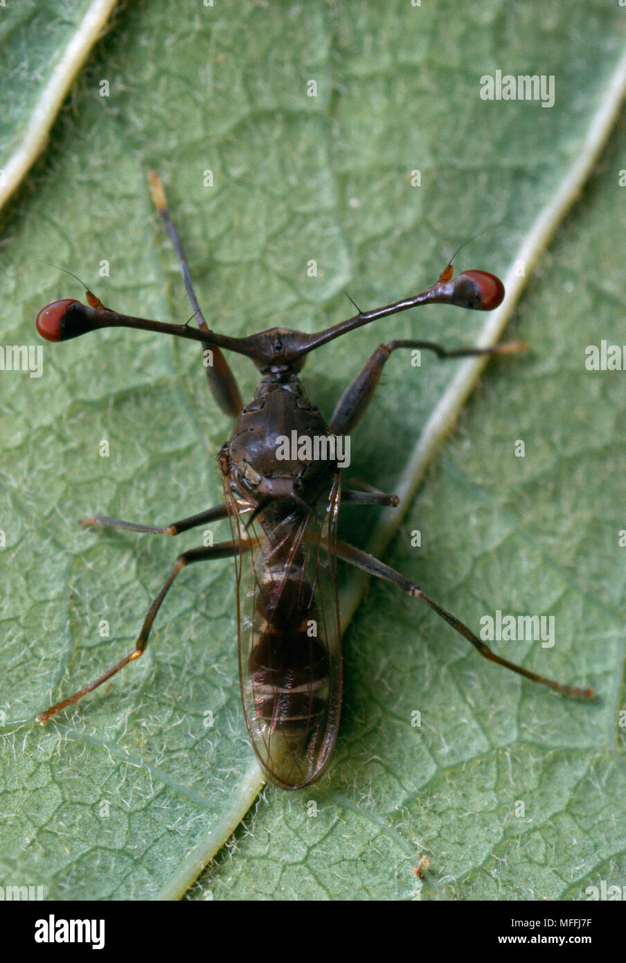 STALK-EYED OR DIOPSID FLY Riverine forest, Lowveld, South Africa Stock ...