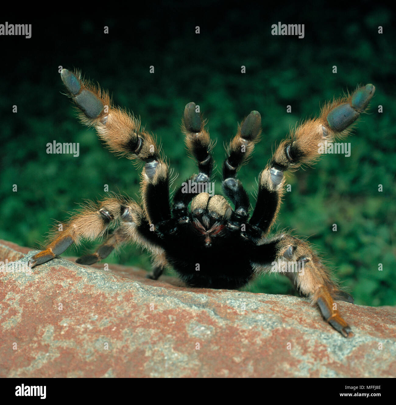 MONKEY SPIDER Harpactira sp. in threat posture, South Africa Stock ...