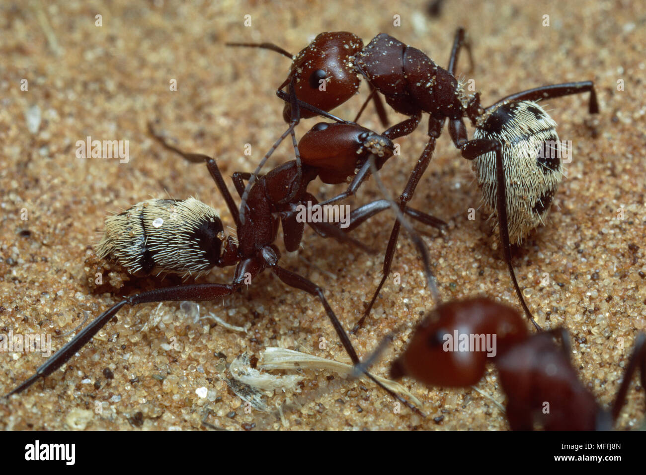 Camponotus detritus hi-res stock photography and images - Alamy