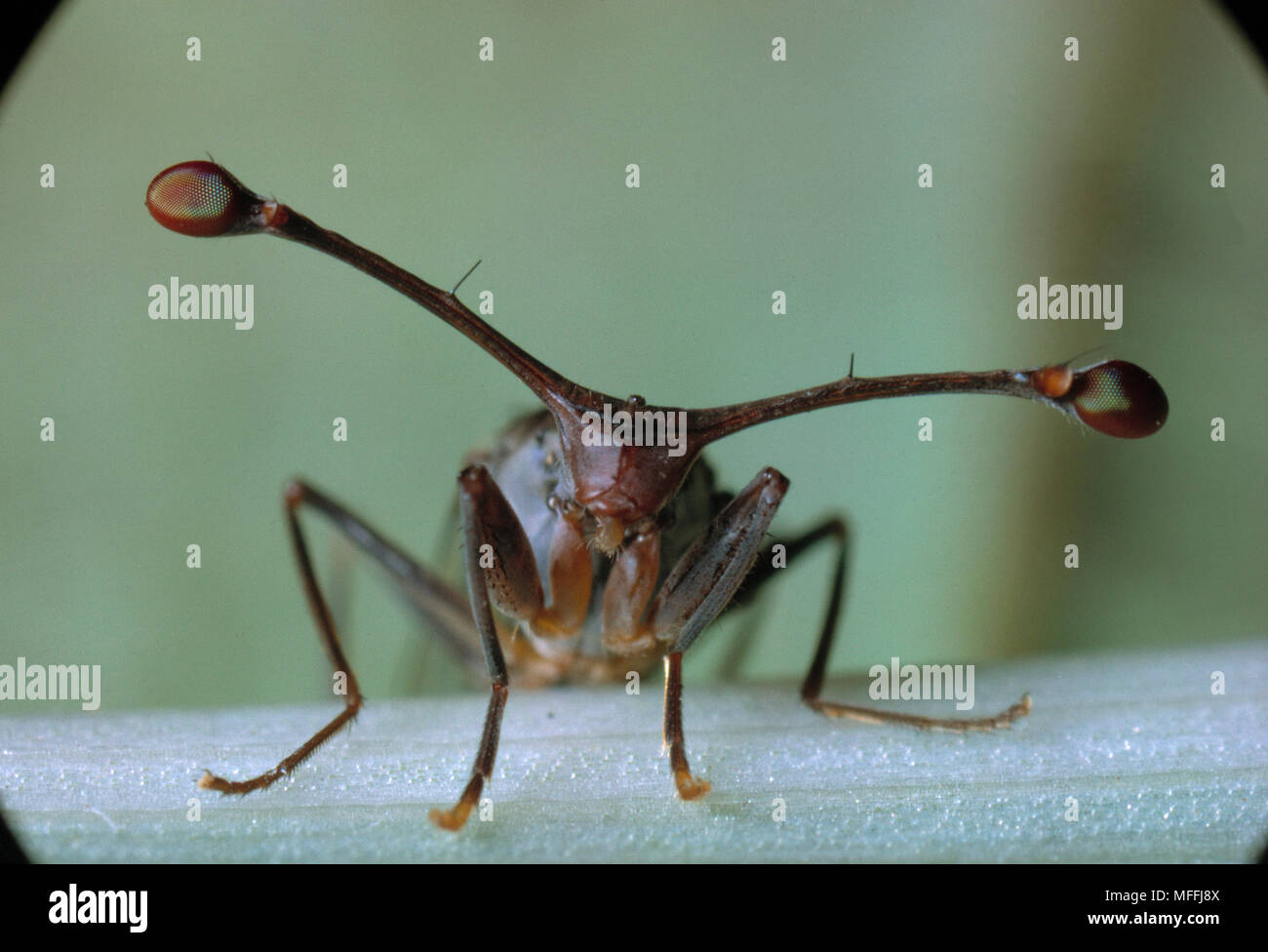 STALK-EYED FLY Diopsis sp. South Africa Stock Photo - Alamy