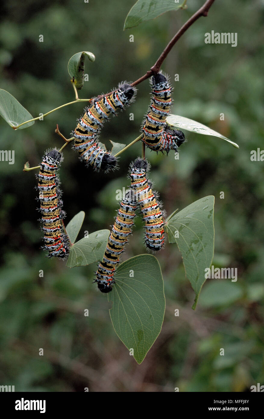 Mopane worms hi-res stock photography and images - Alamy