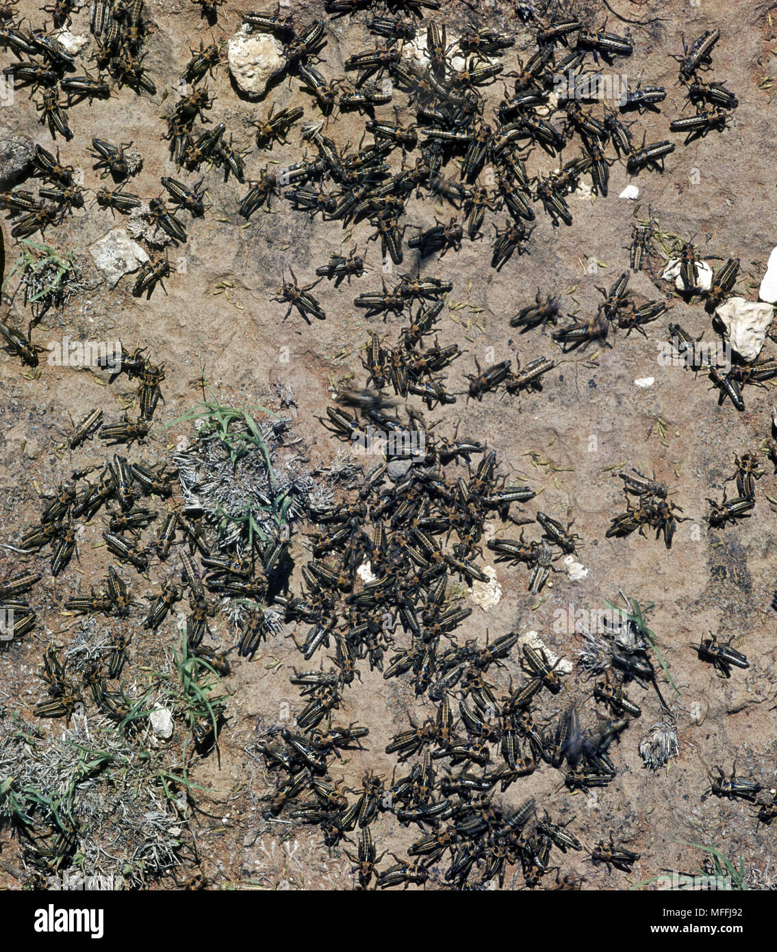 BROWN LOCUST hoppers migrating Locustana pardalina Republic of South ...