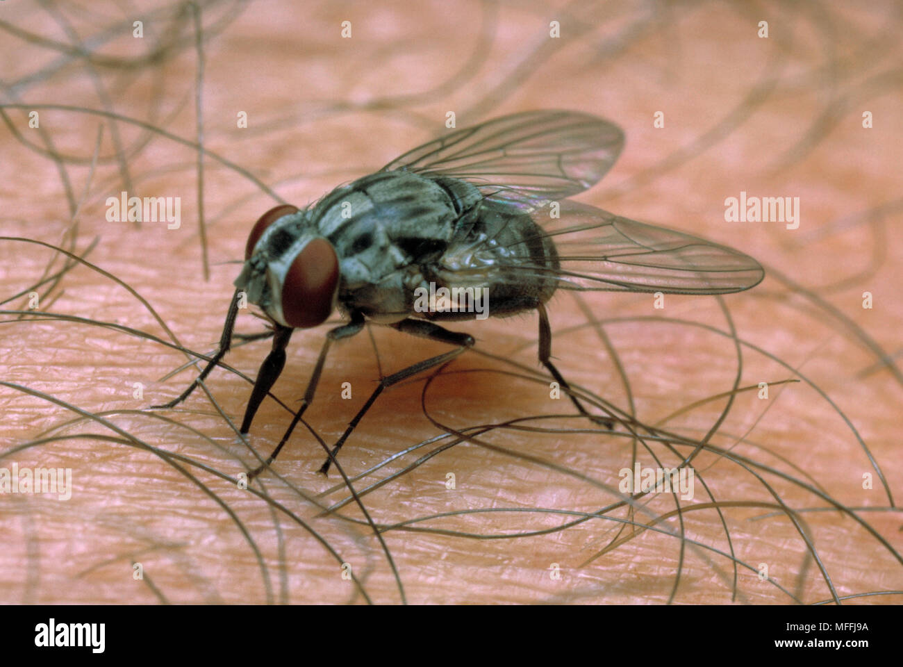 Stable fly stomoxys calcitrans hi-res stock photography and images - Alamy