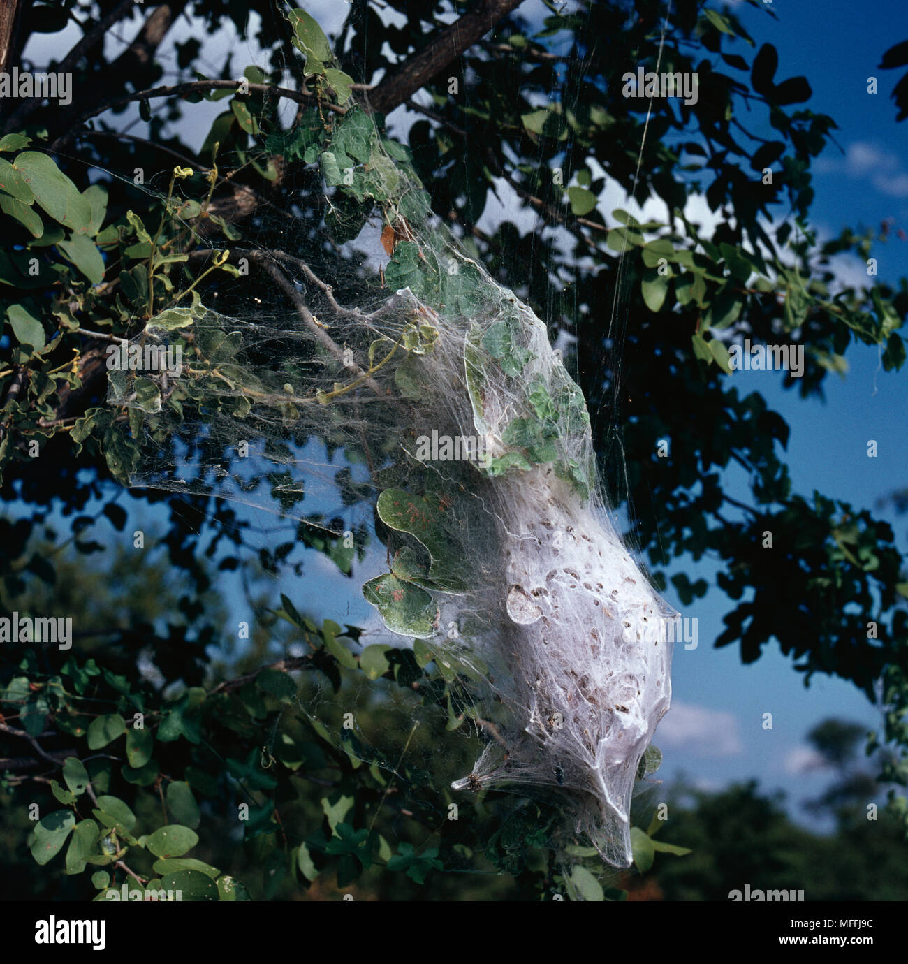 SOCIAL SPIDER hundreds in nest Stegodyphus sp. Sticky surface of nest ...