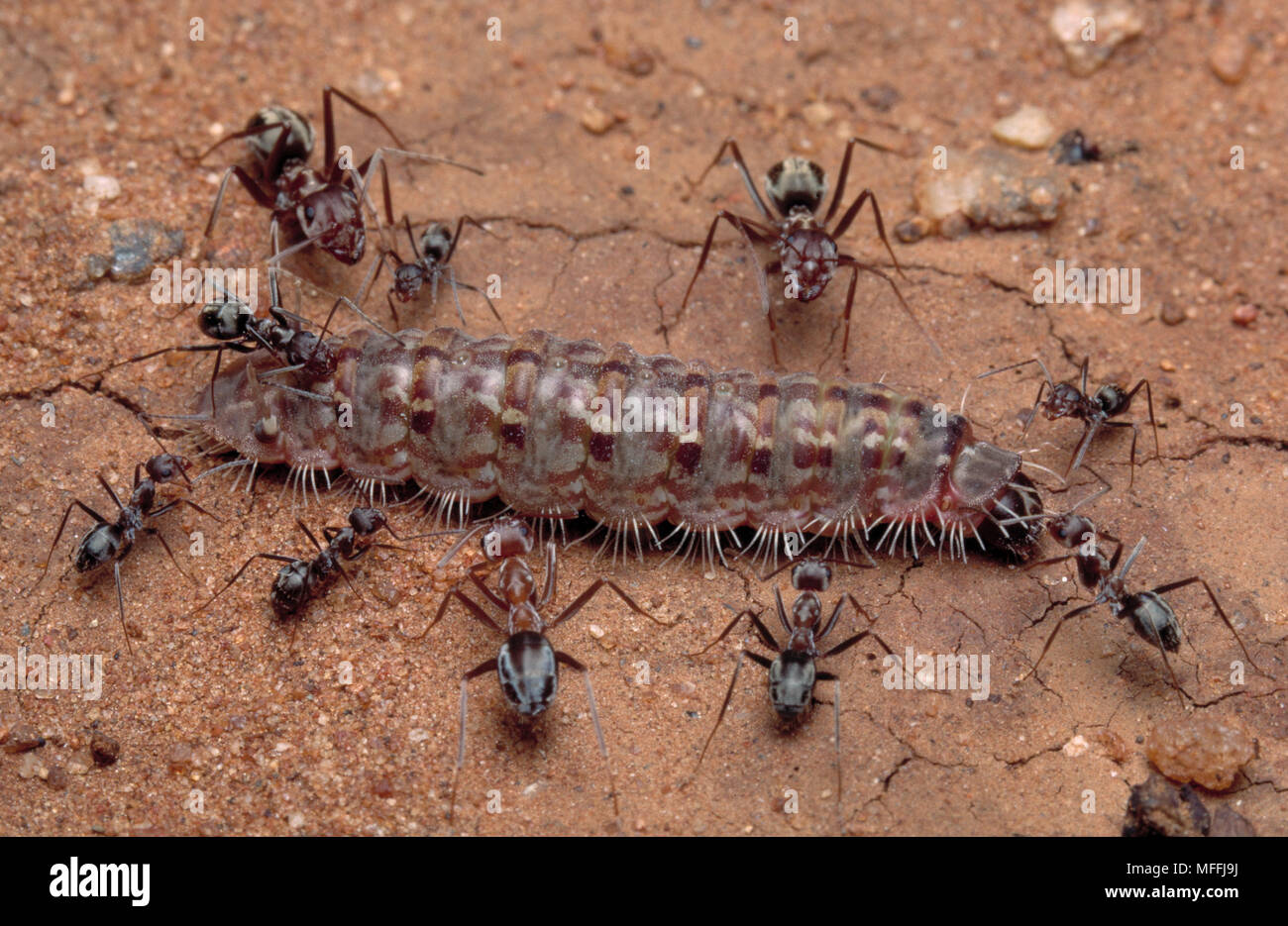 Tba004516a hi-res stock photography and images - Alamy