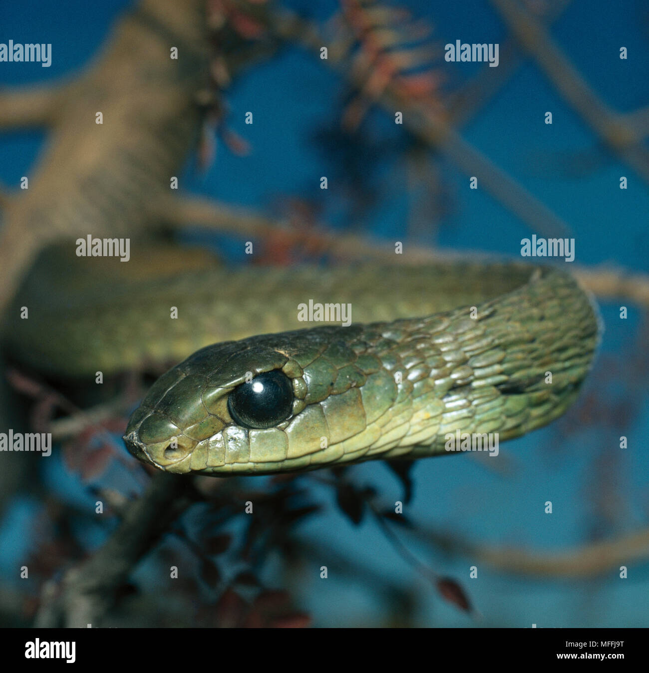 Boomslang snake hi-res stock photography and images - Alamy