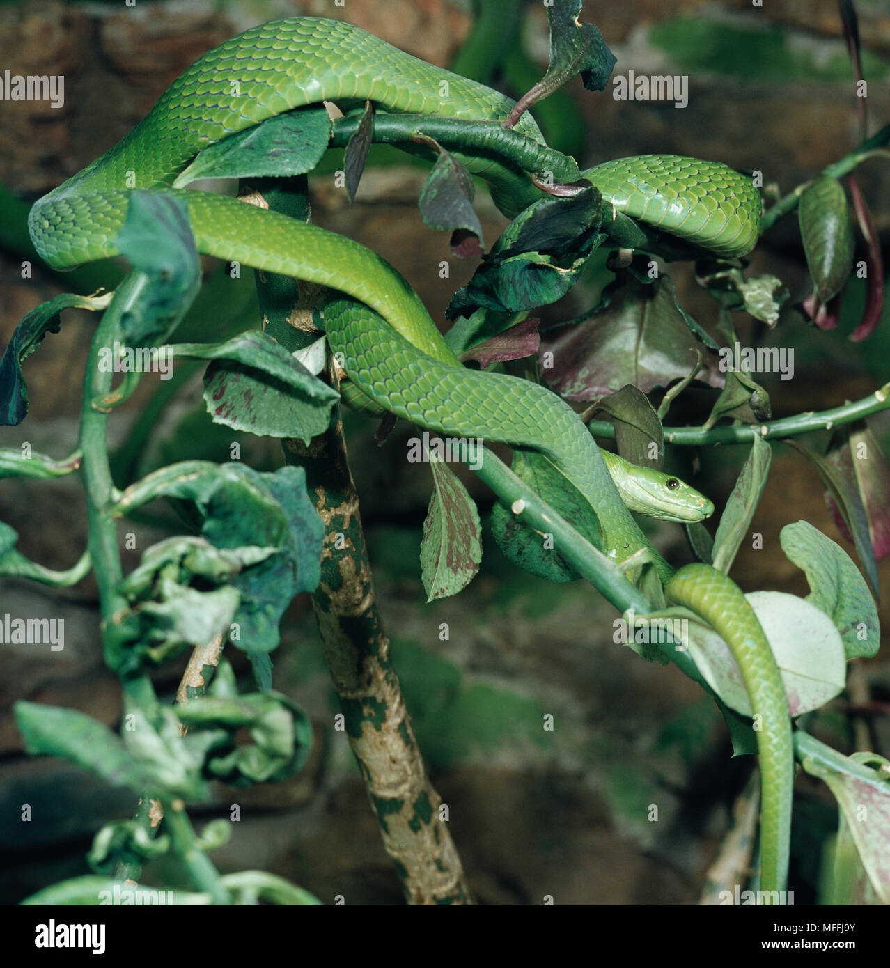 COMMON MAMBA twined round branch Dendroaspis angusticeps Eastern Africa ...