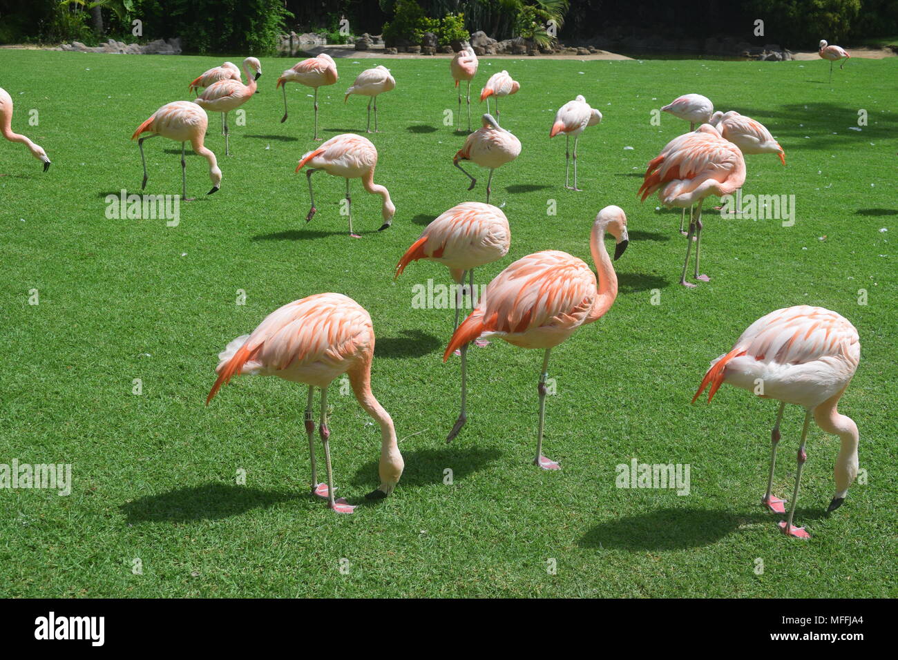 animals"orcas" killer whales"gorillas"white tiger"emperor penguins ...