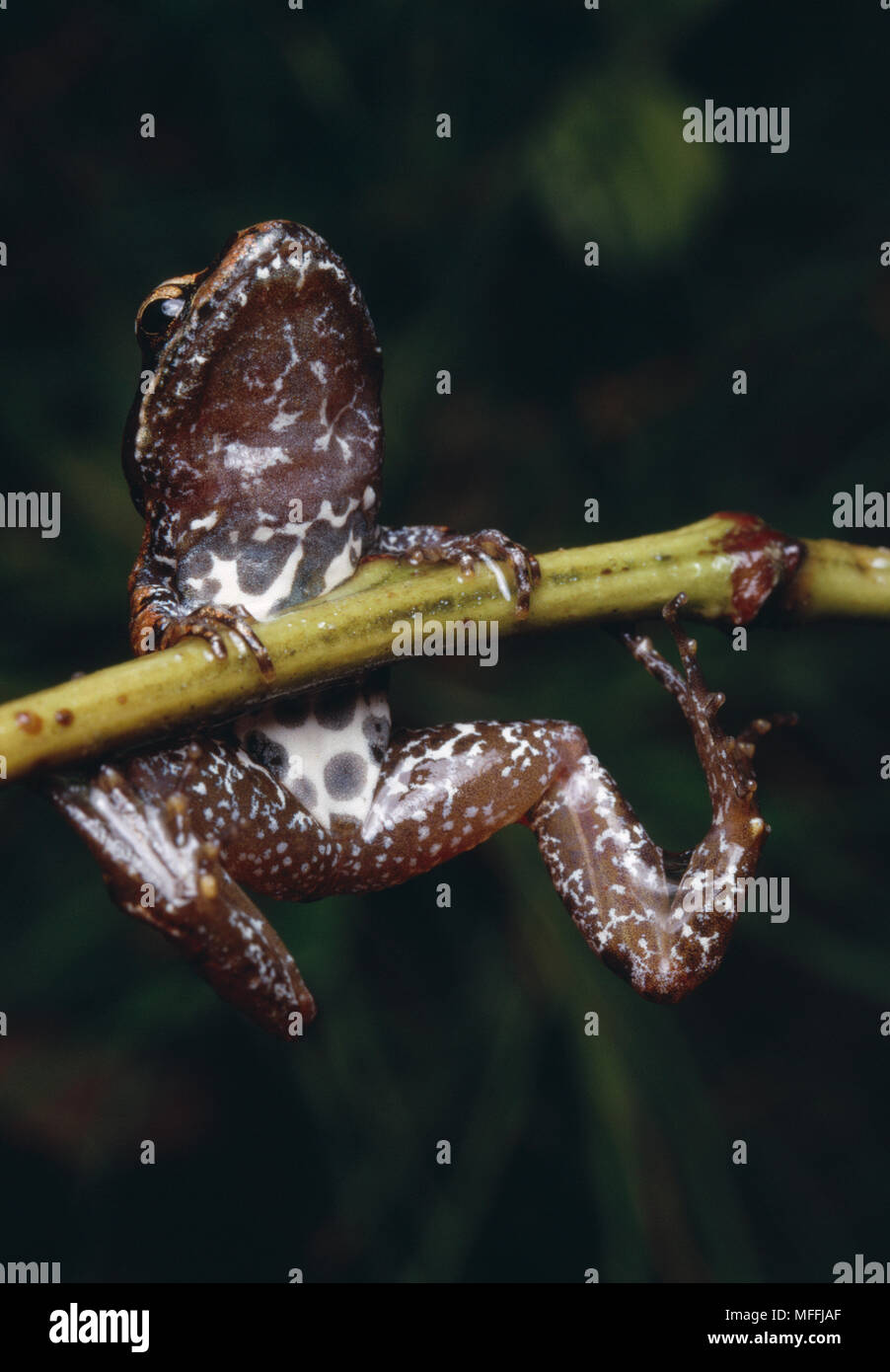 African puddle frog hi-res stock photography and images - Alamy