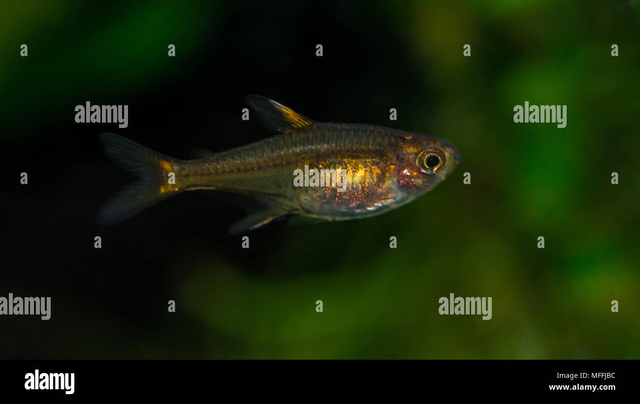 Tetra fish hi-res stock photography and images - Alamy