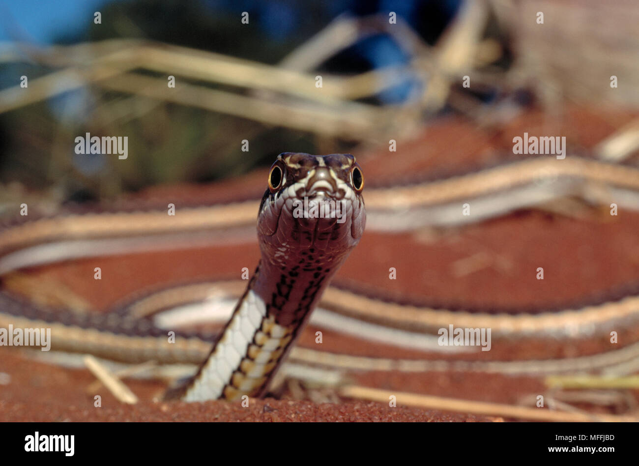 NAMIB SAND SNAKE Psammophis leightoni namibensis Namib Desert Stock ...