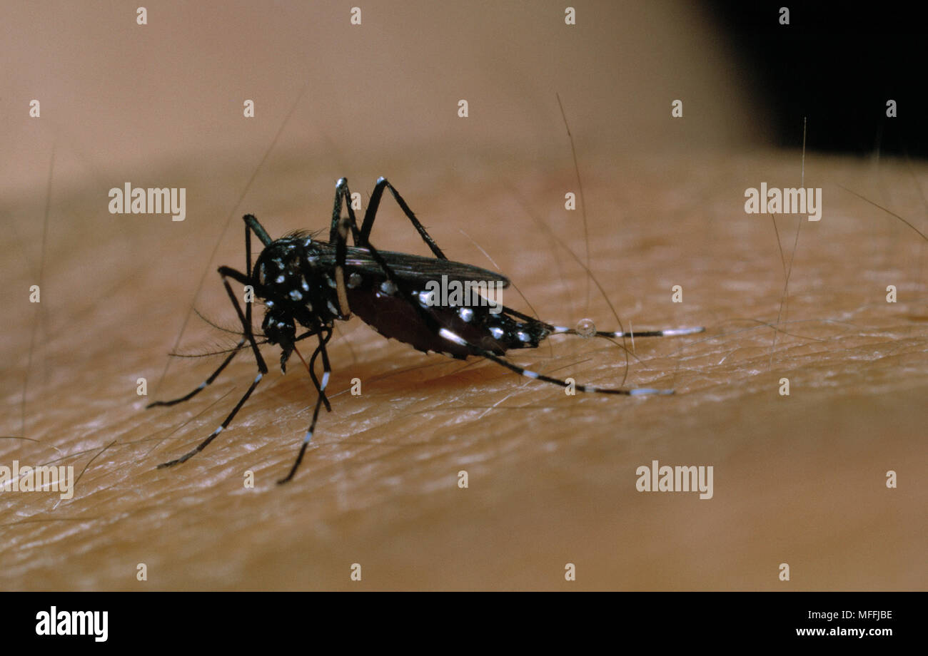 YELLOW FEVER MOSQUITO Aedes sp. taking blood from on human Note drop of ...