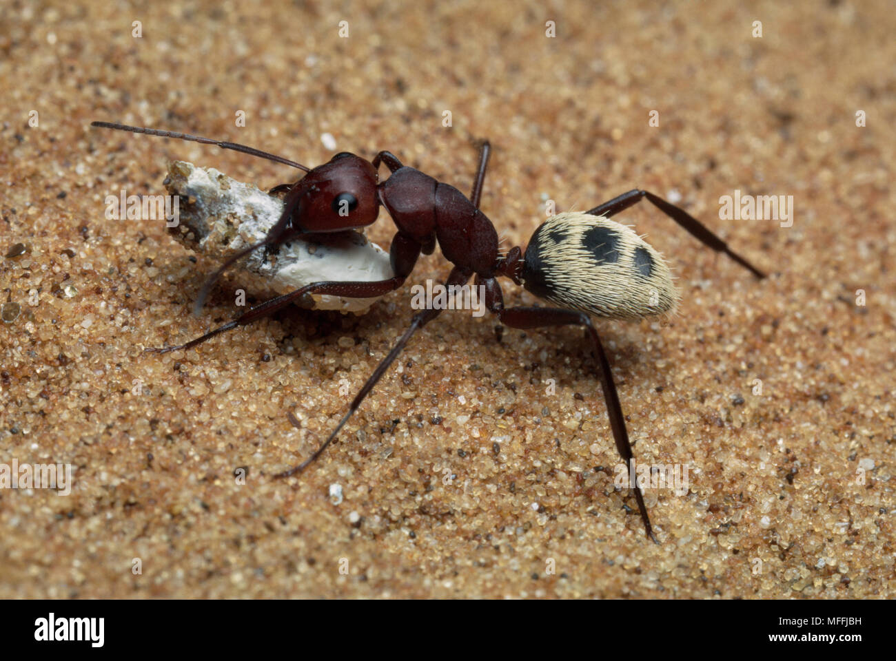 Ant ants desert hi-res stock photography and images - Alamy