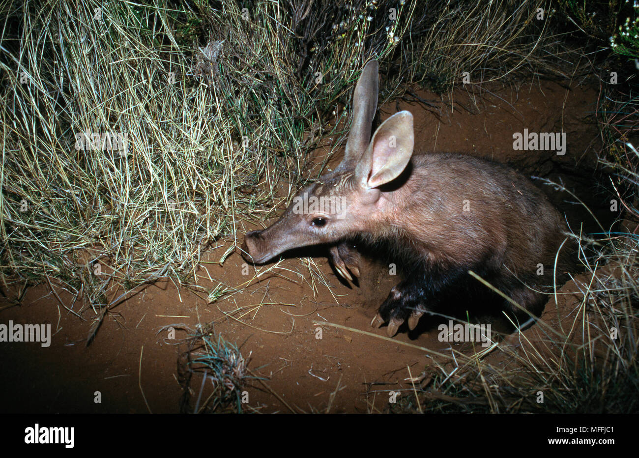 Antbear hi-res stock photography and images - Alamy