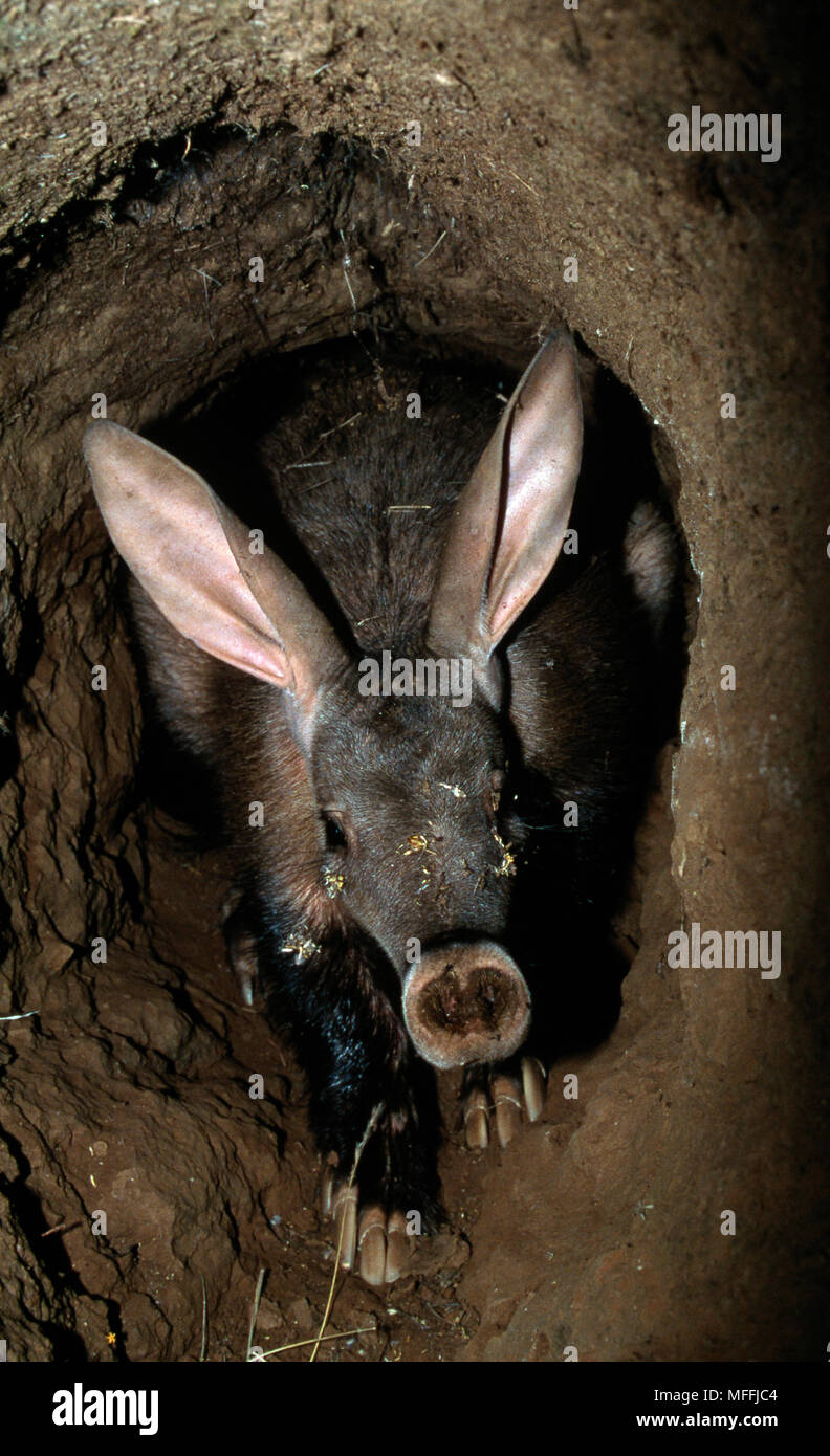 Antbear hi-res stock photography and images - Alamy