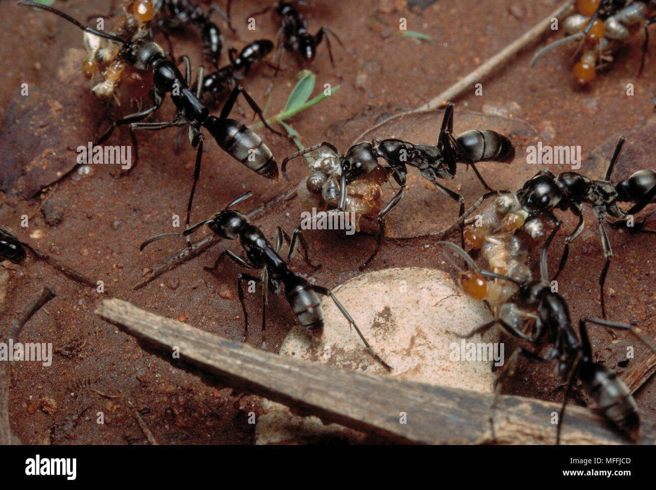 Matabele hi-res stock photography and images - Alamy