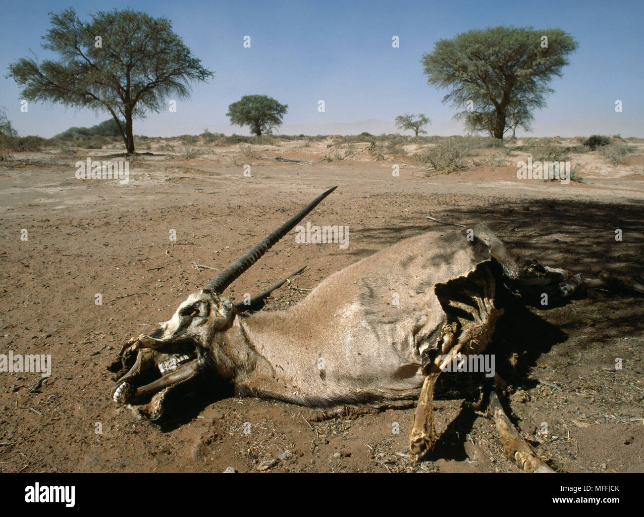 DROUGHT - gemsbok carcass in Namib Desert. Namibia Stock Photo - Alamy