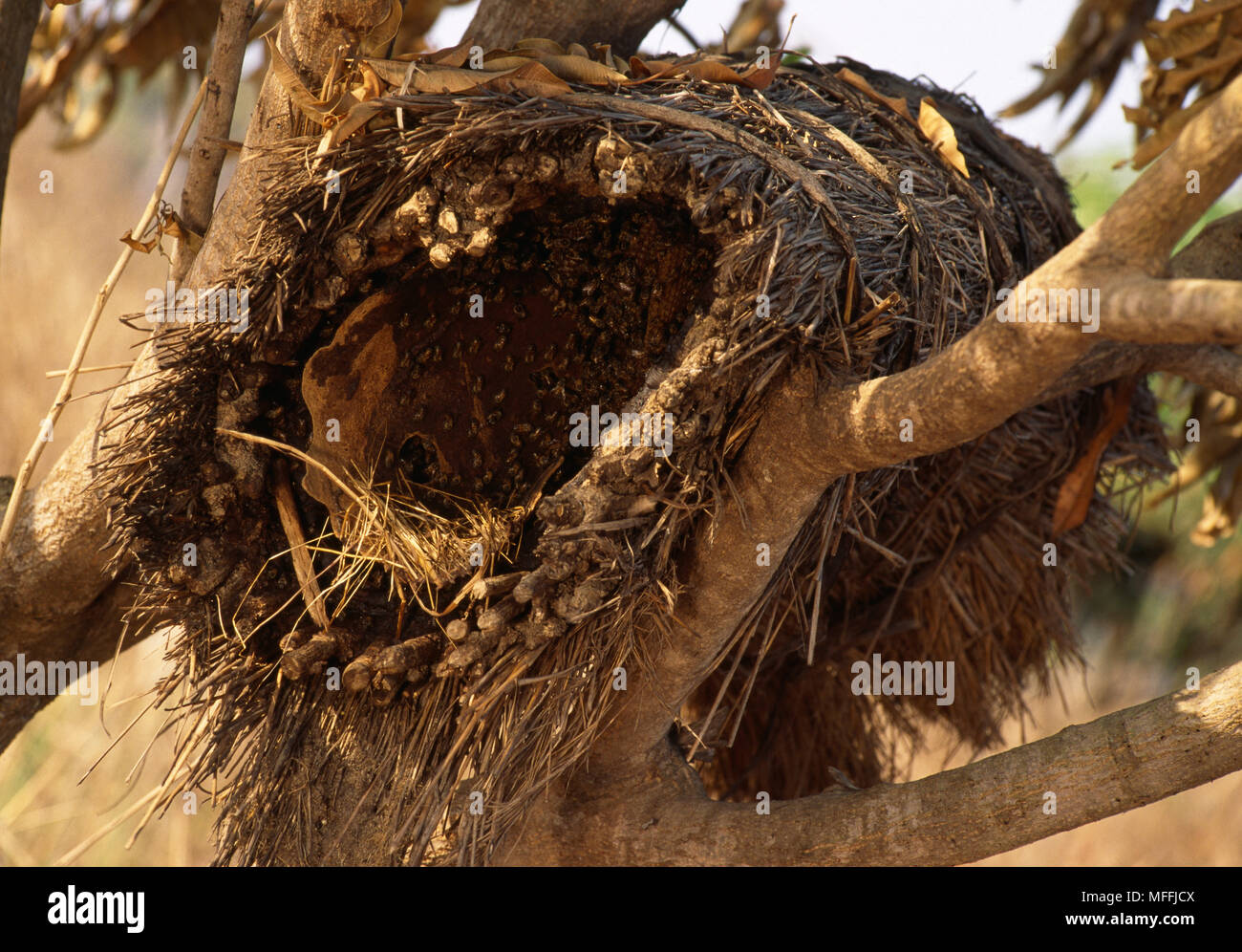 Tba004893a hi-res stock photography and images - Alamy