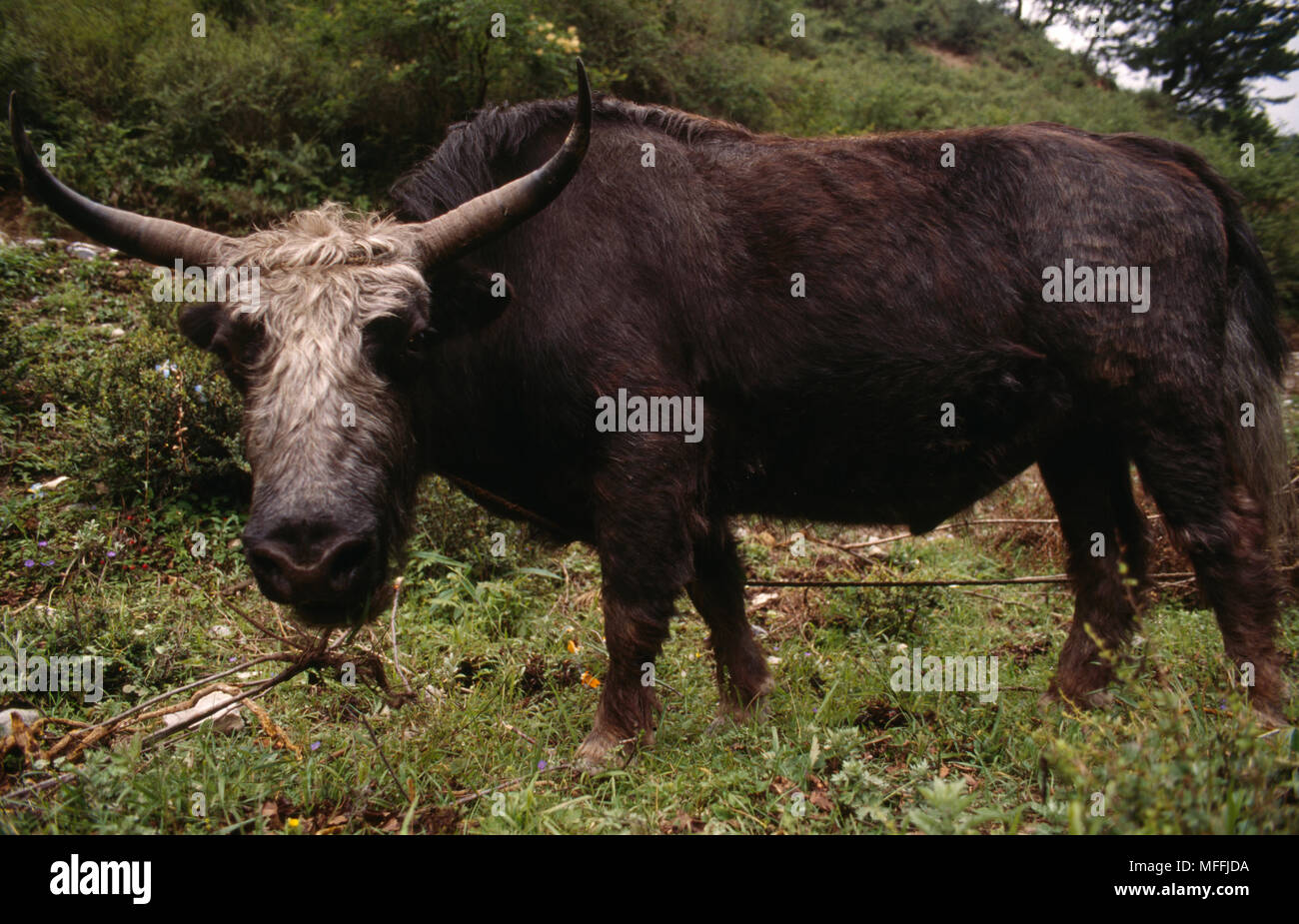 Domestic YAK in meadow at 11,000' Bos mutus or Bos grunnius Sichuan ...