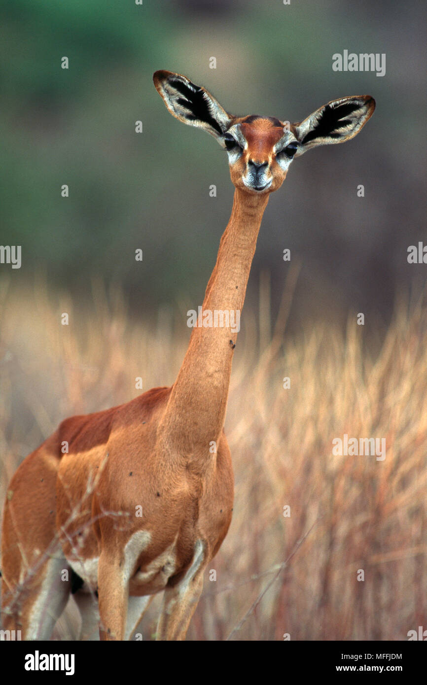 GERENUK female Litocranius walleri Samburu National Reserve, Kenya ...