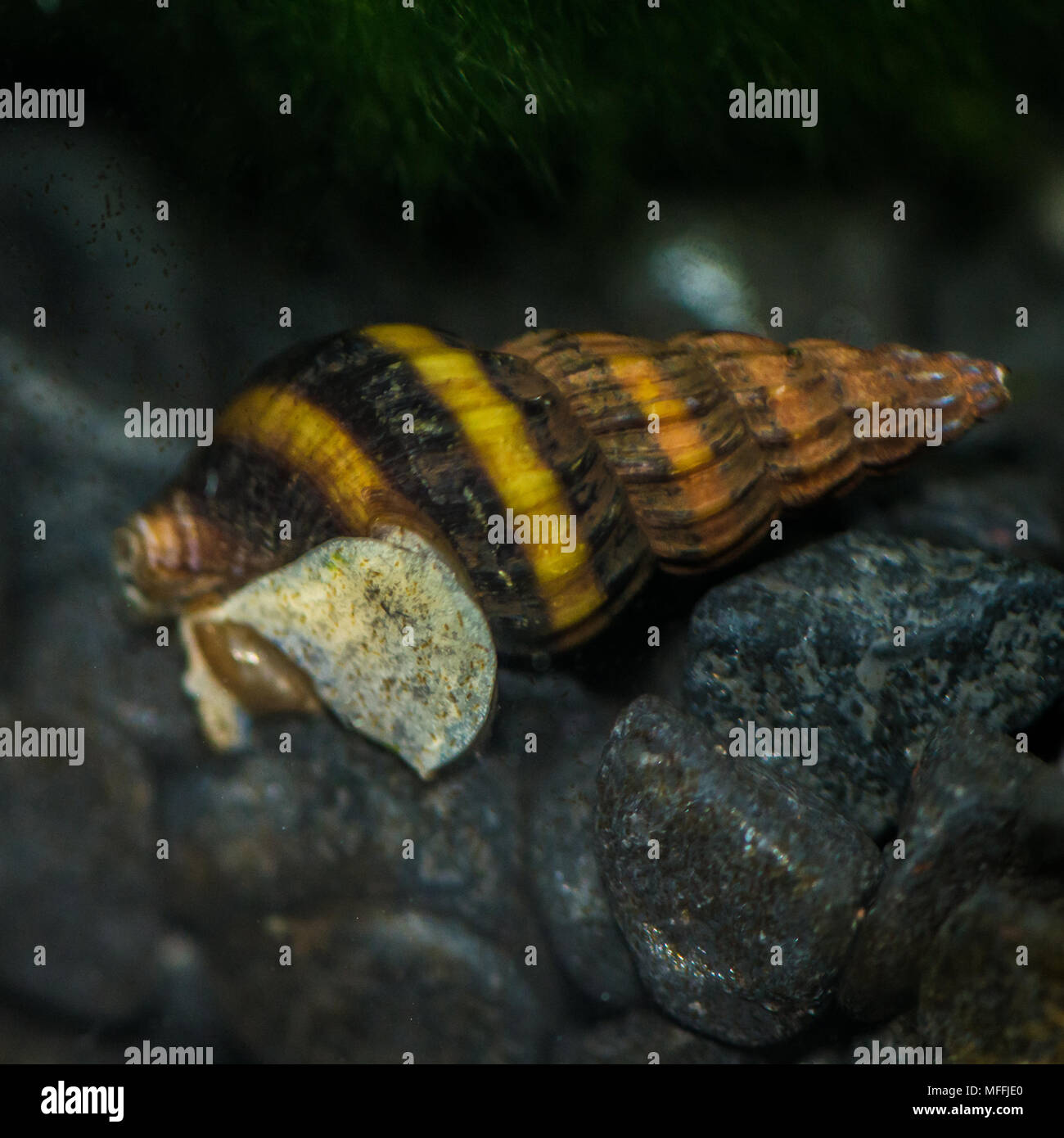 Assassin snail hi-res stock photography and images - Alamy