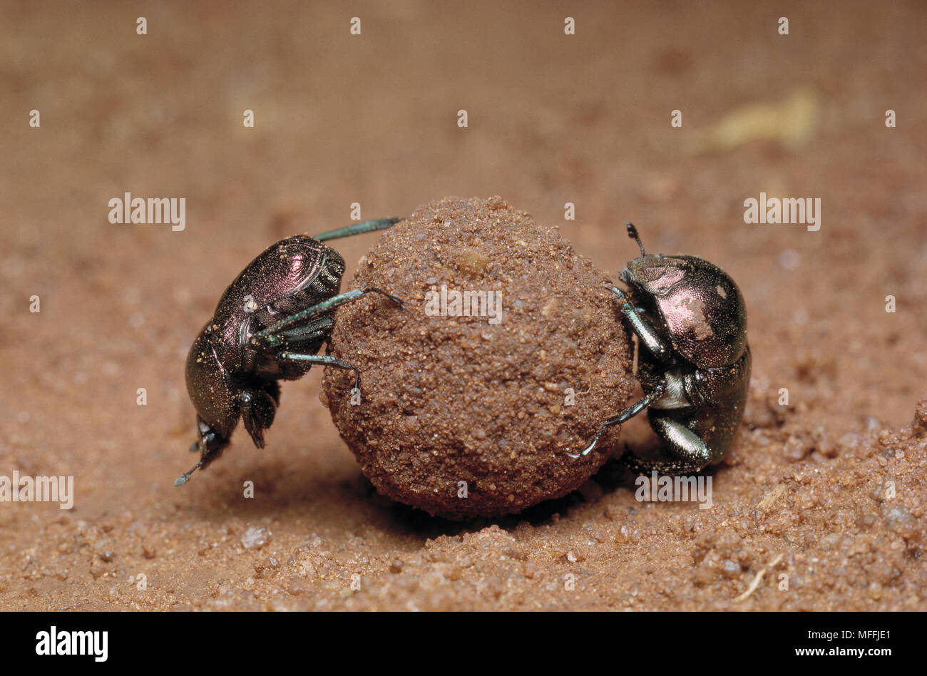 DUNG or SCARAB BEETLE Gymnopleurus virens two rolling ball of dung ...