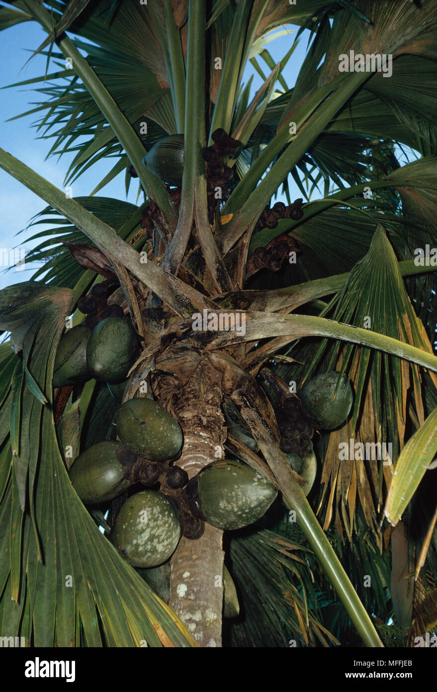 COCO-DE-MER PALM female tree Lodoicea maldivica showing the giant ...