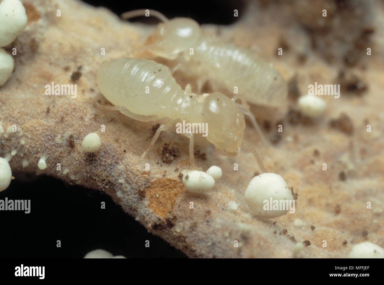 Termite Larvae