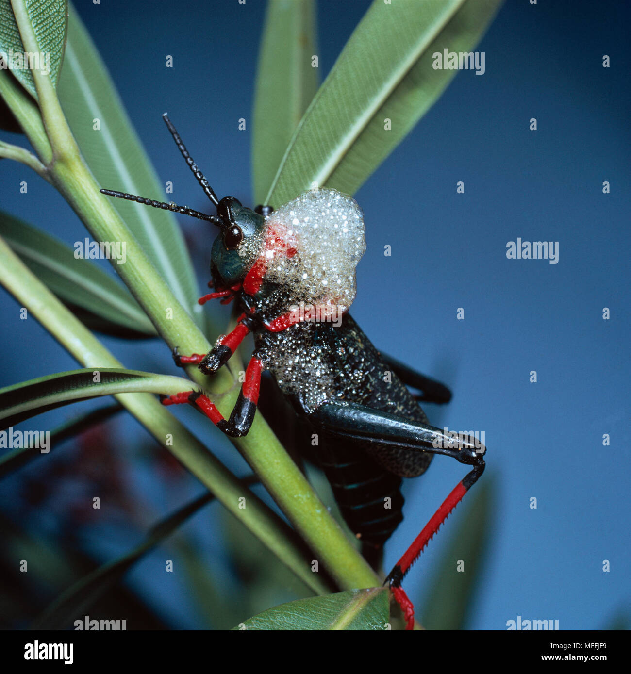 FOAM LOCUST exuding bitter foam Dictyophorus spumans defence after ...