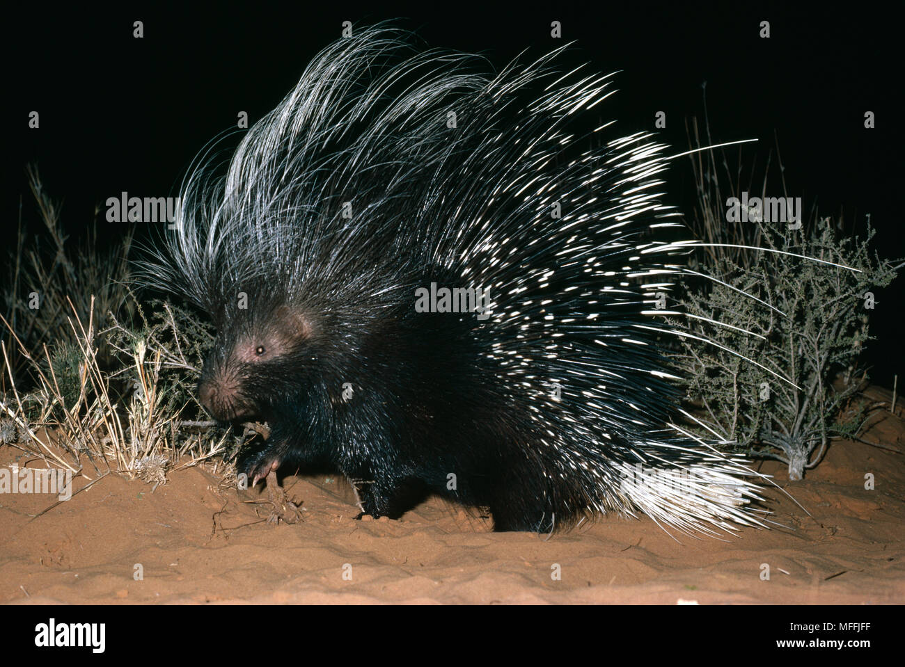 CAPE PORCUPINE Hystrix africaeaustralis Kalahari Gemsbok National Park ...