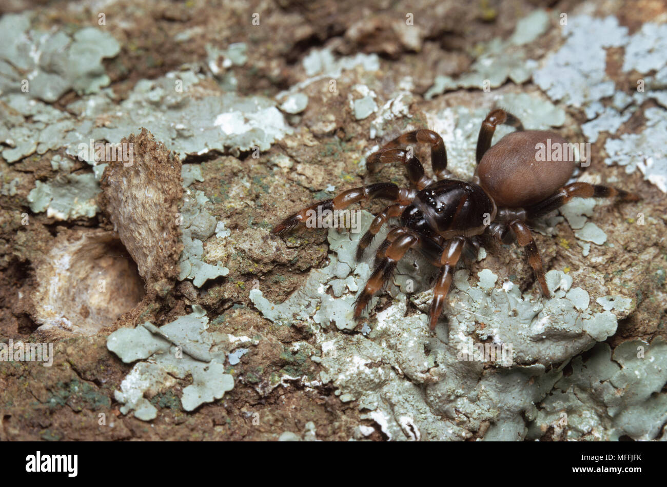 Trap door spider hi-res stock photography and images - Alamy